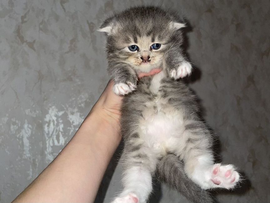 Вислоухие котята