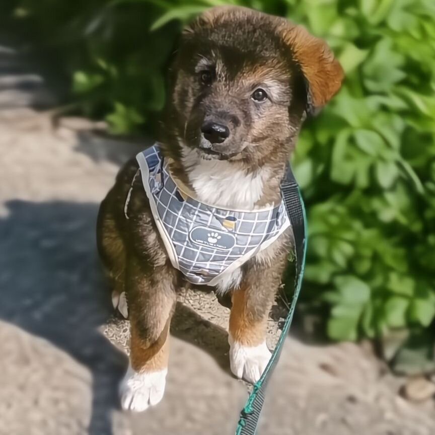 Щенок в добрые руки