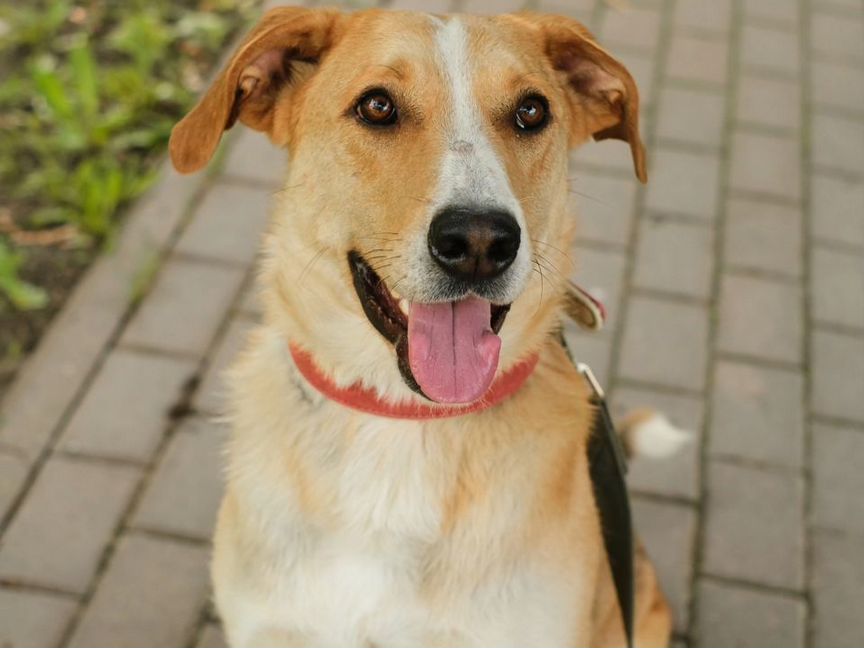 Ласковая Челси: собака из приюта