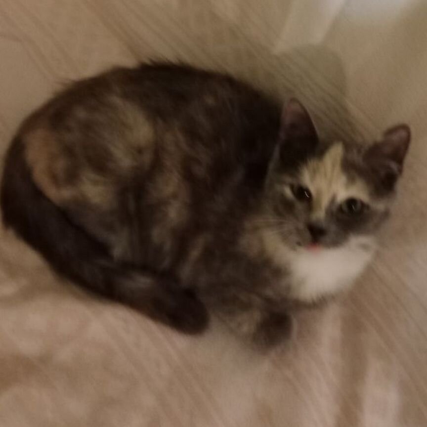 Кошка, 5 месяцев в добрые руки