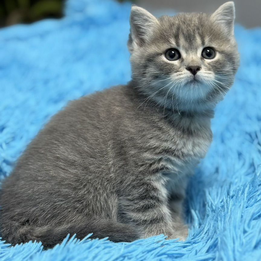 Шотландский прямоухий короткошёрстный котёнок