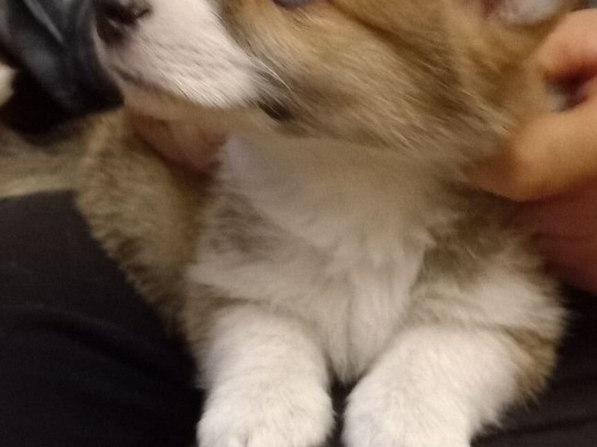 Вельш-корги пемброк