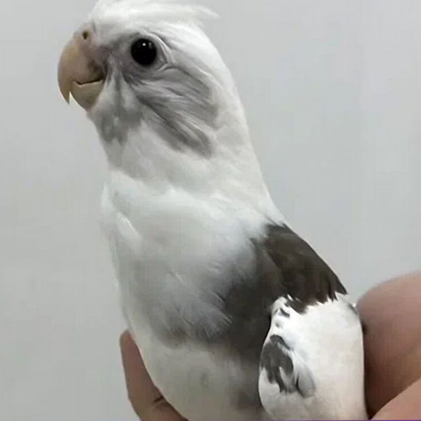 Карелла безщёкая ручная