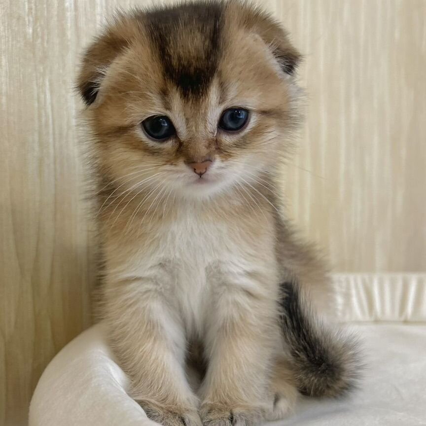 Клубный шотланский котенок