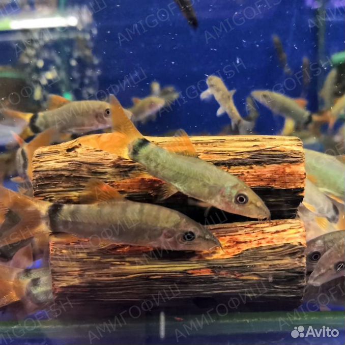 Боция Модеста (Yasuhikotakia modesta)