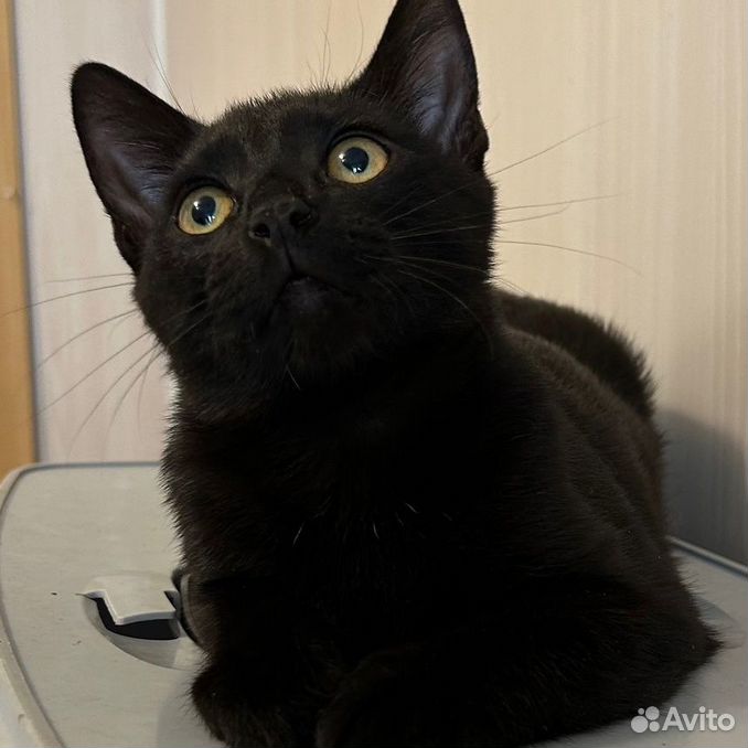 Красавцы парни на выбор Кляксик и Луис 5 мес