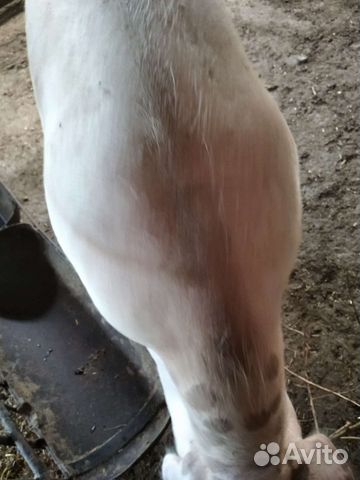 Продам кабана на мясо