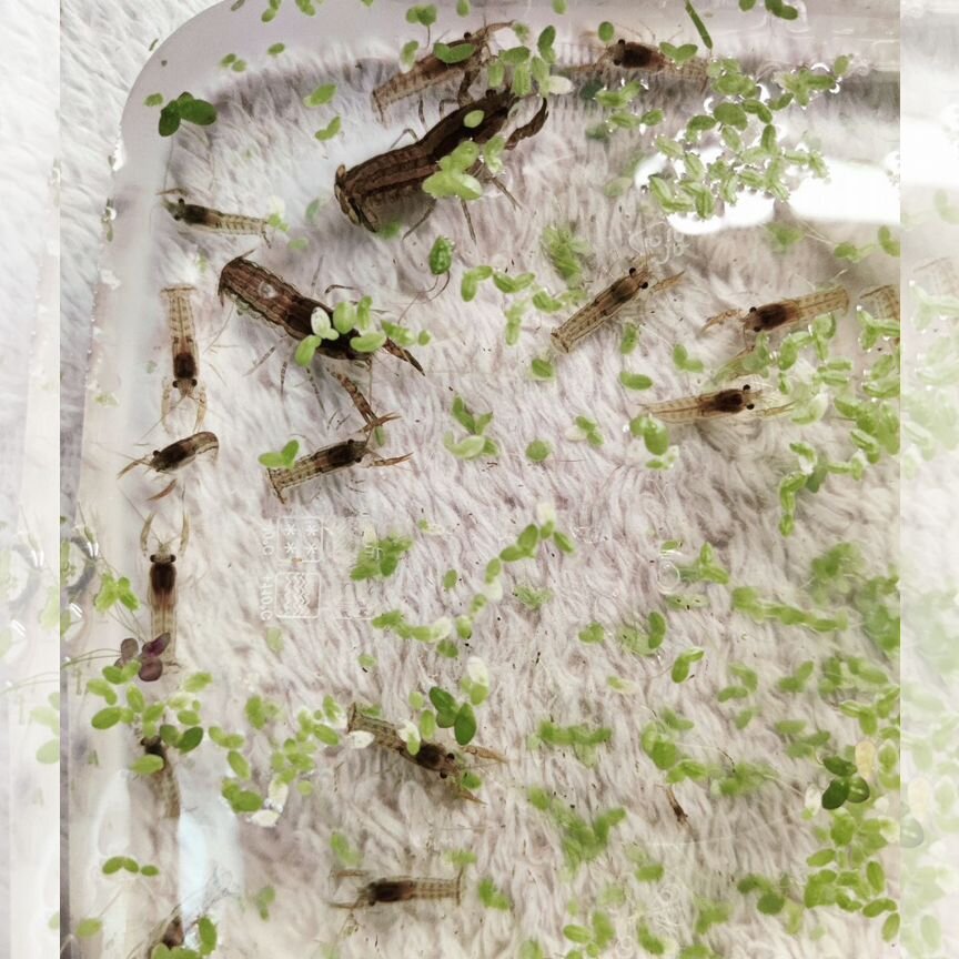 Карликовый техасский рак