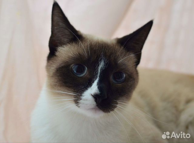 Тайский котенок мальчик