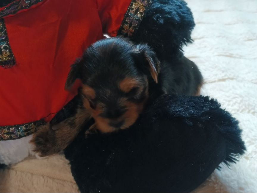 Йоркширский терьер мини беби фейс щенки