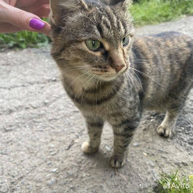 Кошка Анфиса