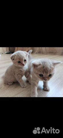 Кошки породистые бесплатно