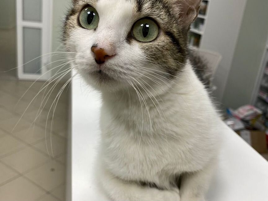 Котенок