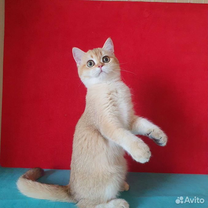 Британский котёнок 4,5 месяца, девочка