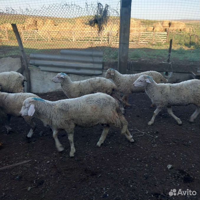Бараны ягнята