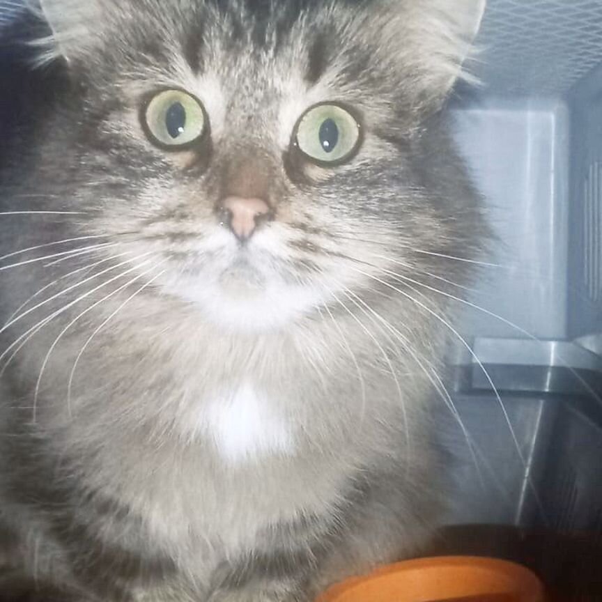 Очень красивая кошка