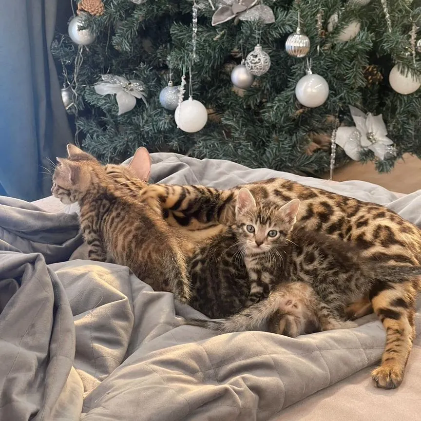 Бенгальские котята
