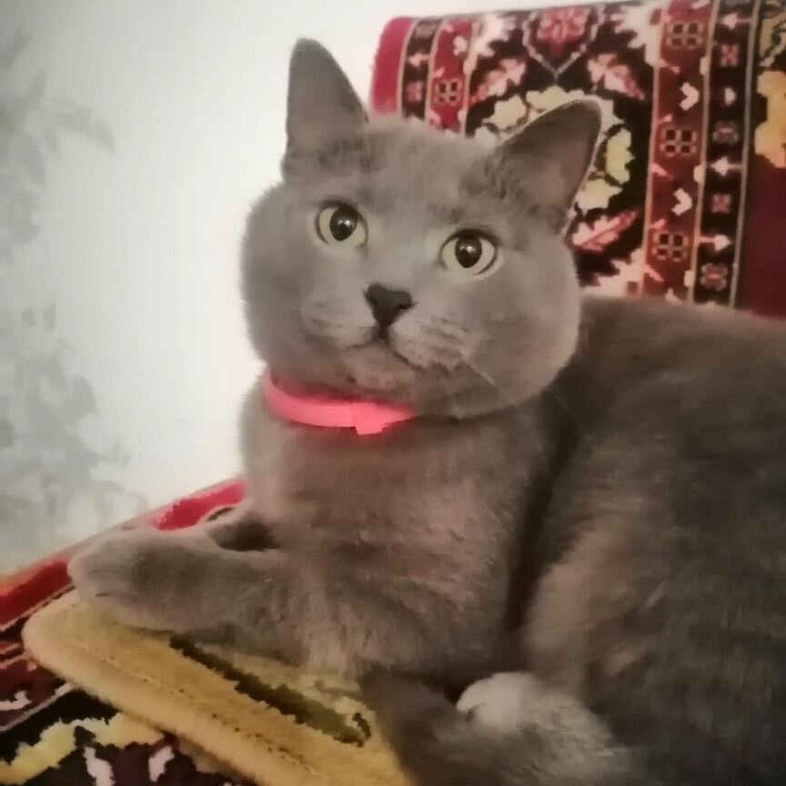 Переноска для кошек большая