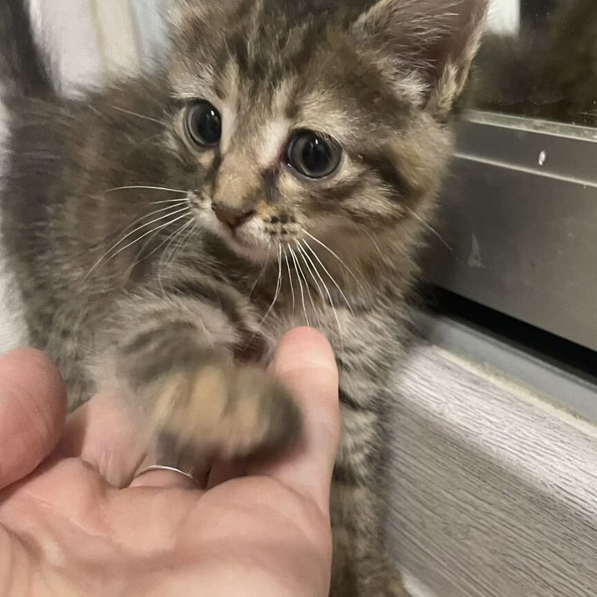 Отдам кошечку в добрые руки