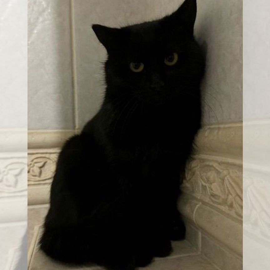 Взрослая, кошка в добрые руки