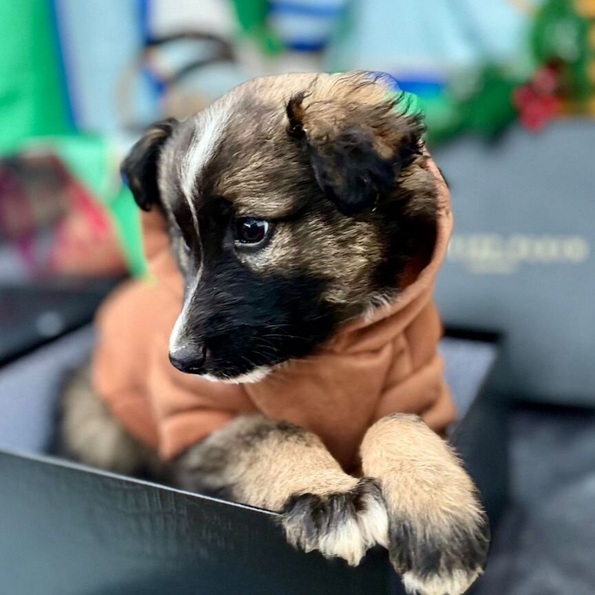 Щенок мальчик бесплатно