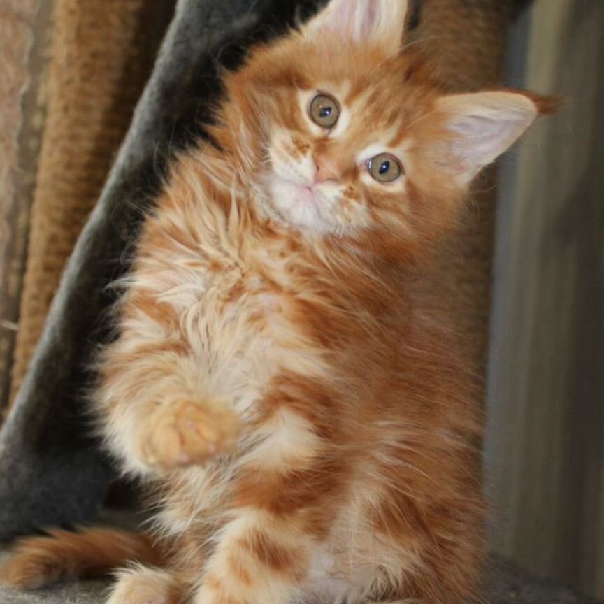 Котенок Мейн-кун