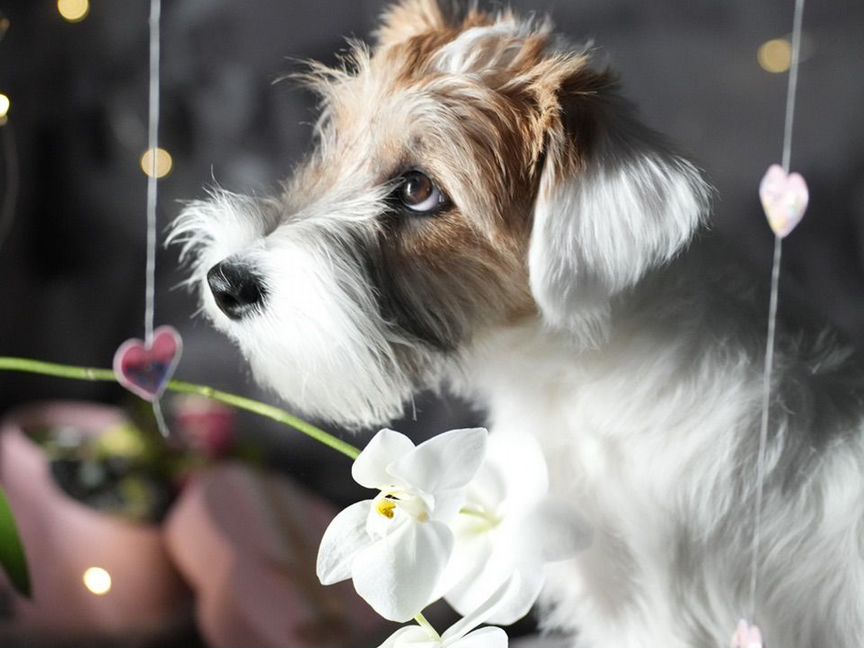 Щенок ддек рассел терьера, сука