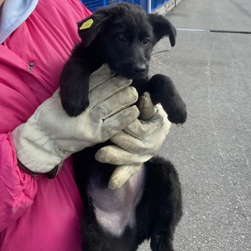 Щенок в добрые руки