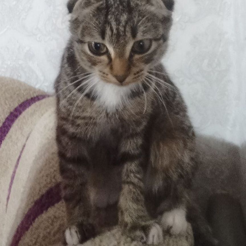 Шотландский вислоухий короткошёрстный котёнок