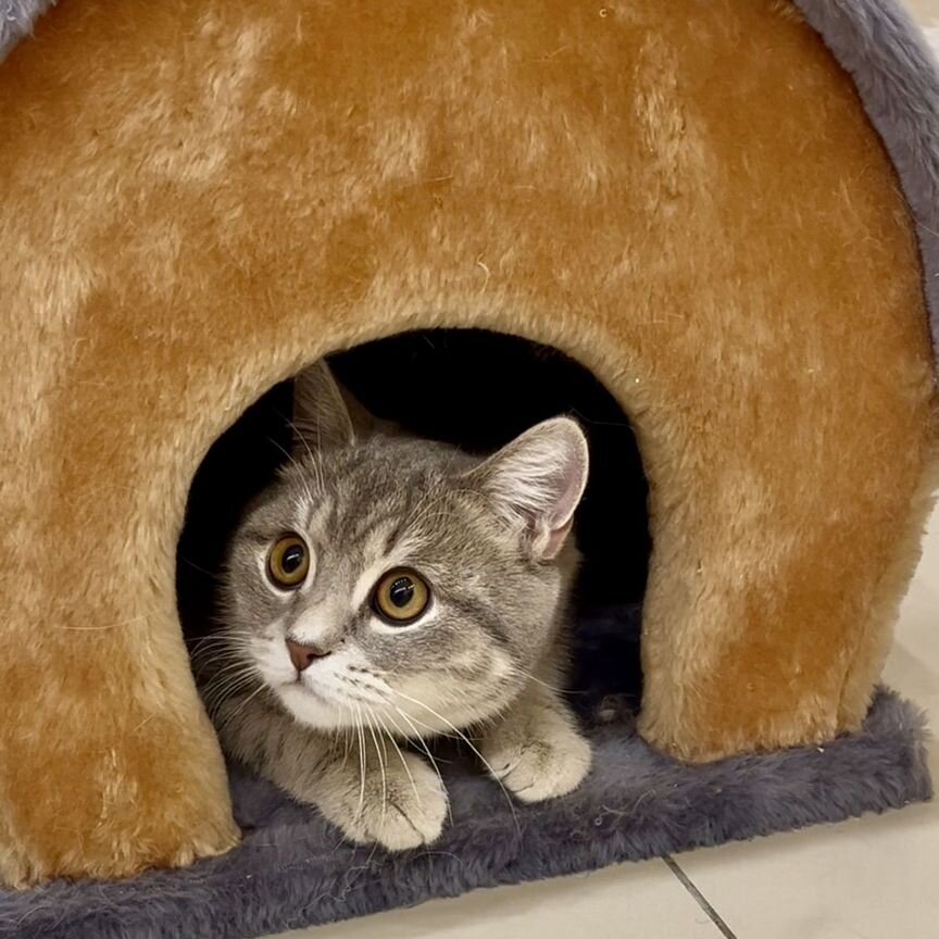 Шотландский прямоухий короткошёрстный, взрослый кот