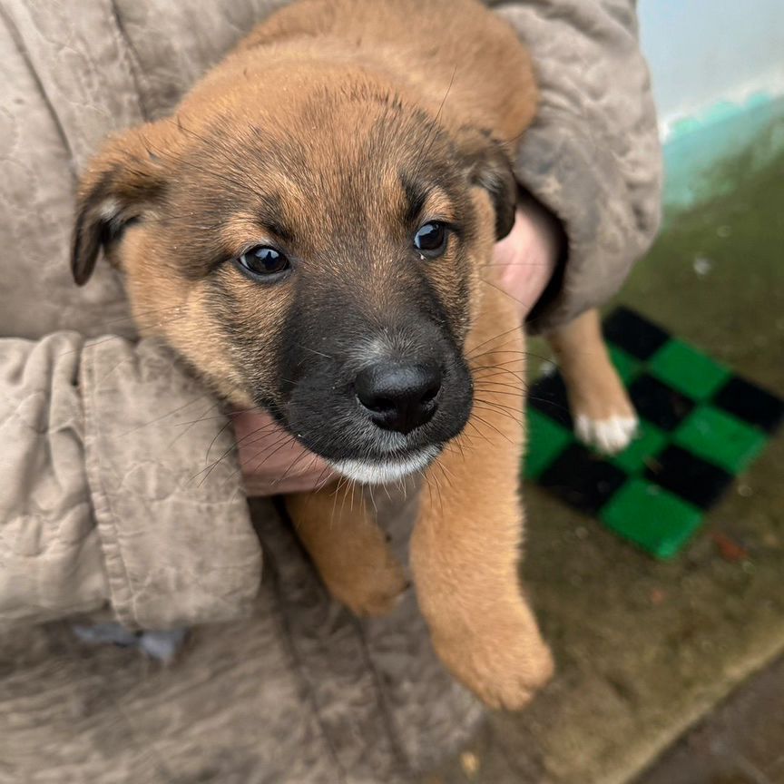 Щенок в добрые руки мальчик