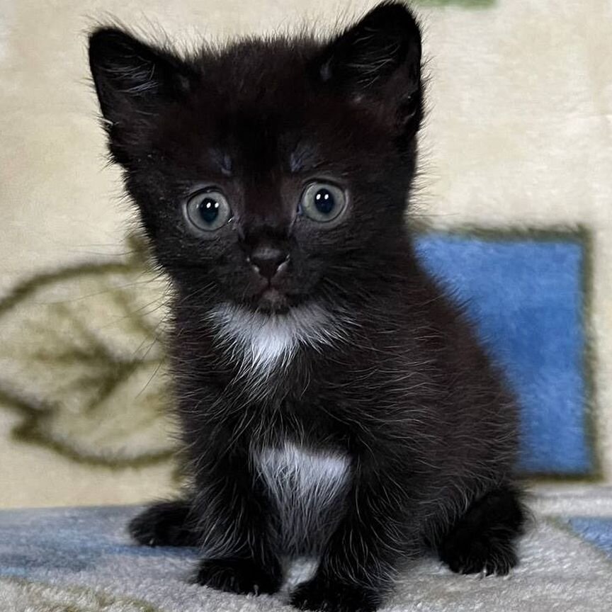 Котята черные