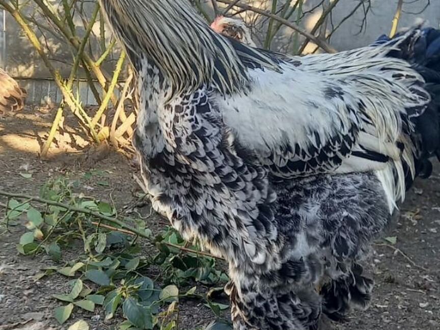 Петухи Брама