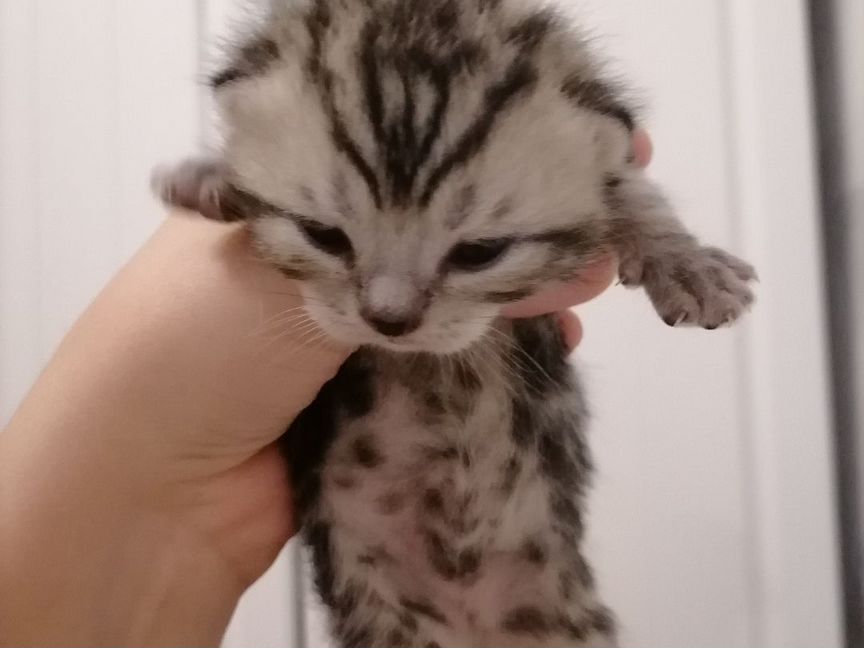 Котята шотландские мраморные
