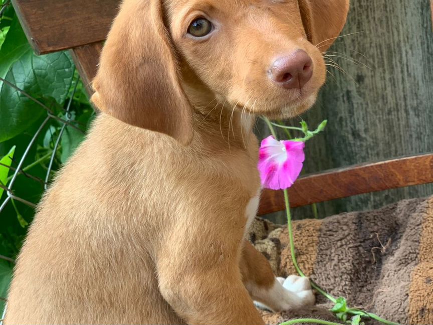 Луиза в добрые руки