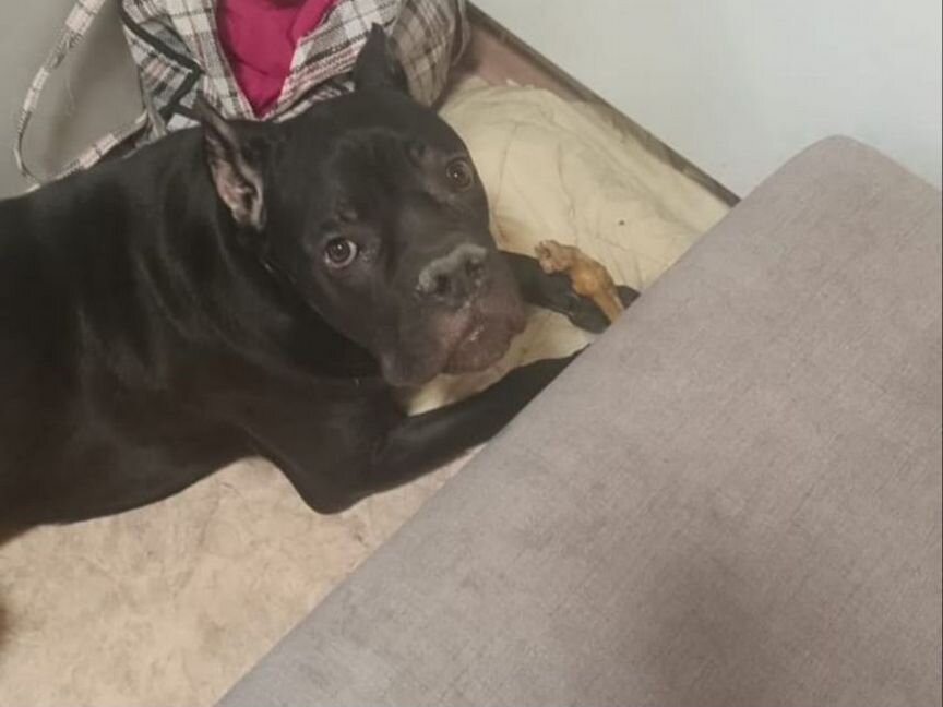 Кобель Кане корсе