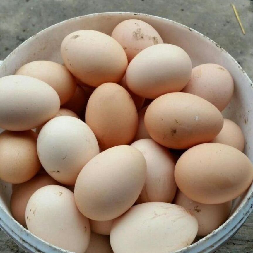 Инкубационное яйцо кур несушек