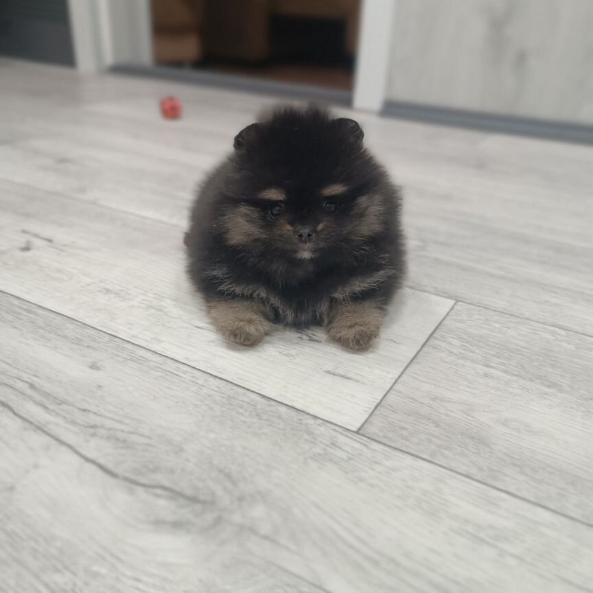 Померанский шпиц