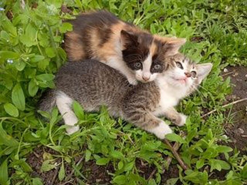 Котята