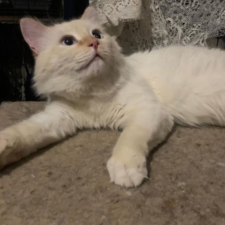 Котики бесплатно