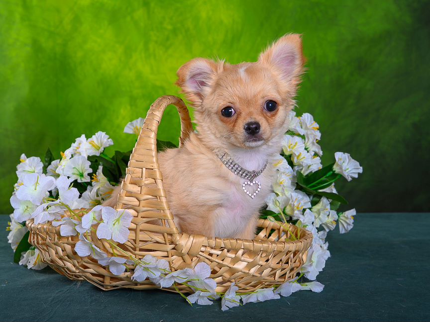 Продается чихуахуа Дочь и мама