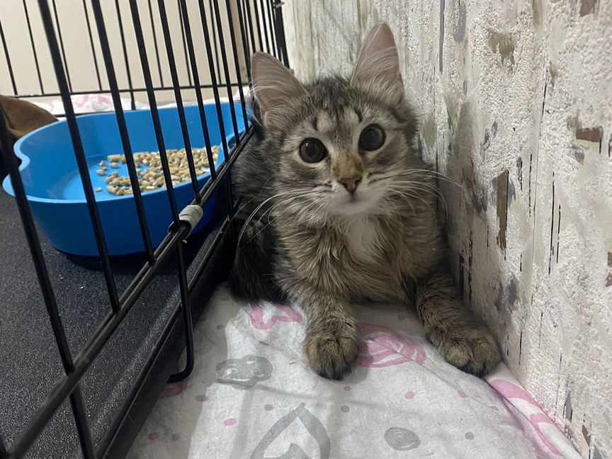 Котенок Ляля
