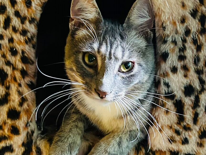 Кошка в дар бесплатно