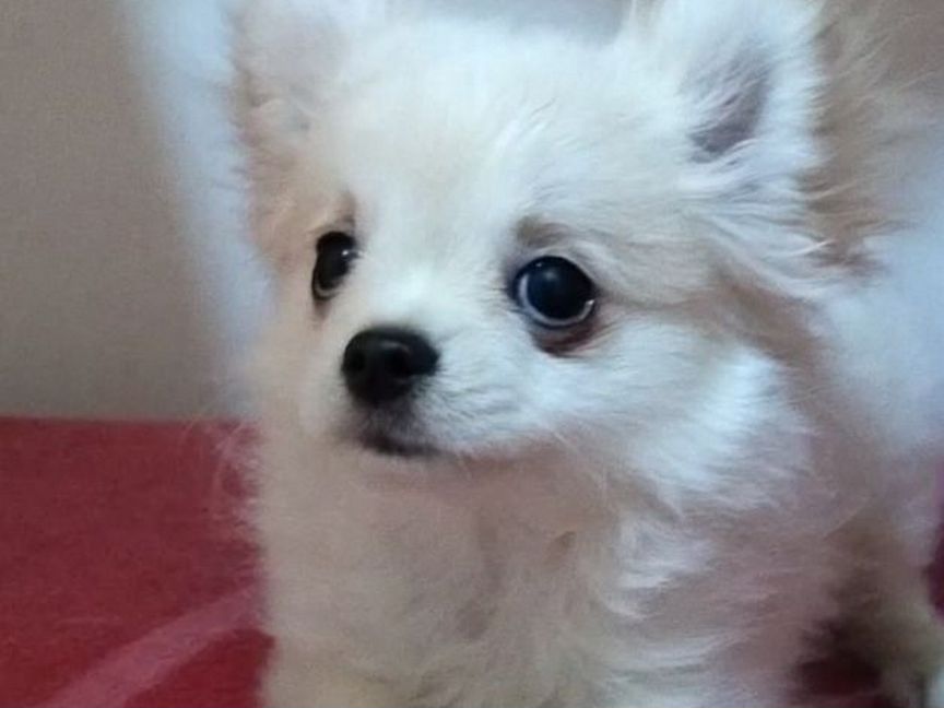 Длинношерстная чиходевочка