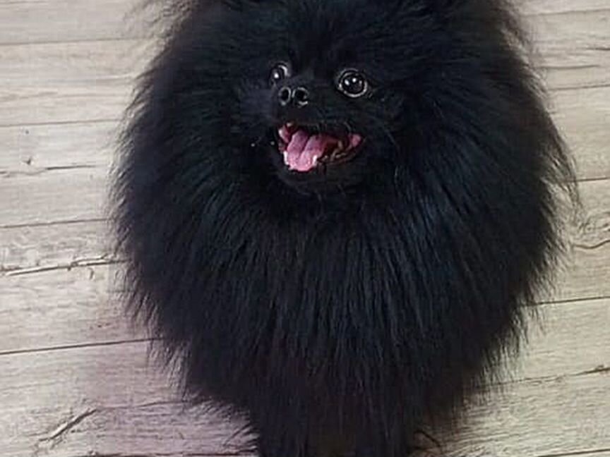 Немецкий шпиц вязка