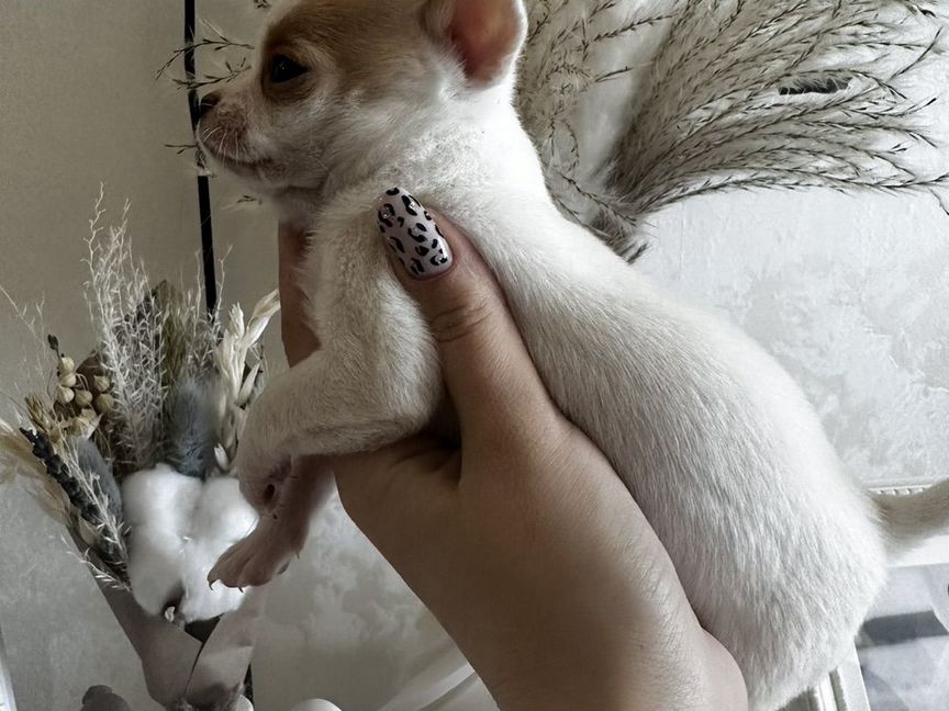 Щенки чихуахуа