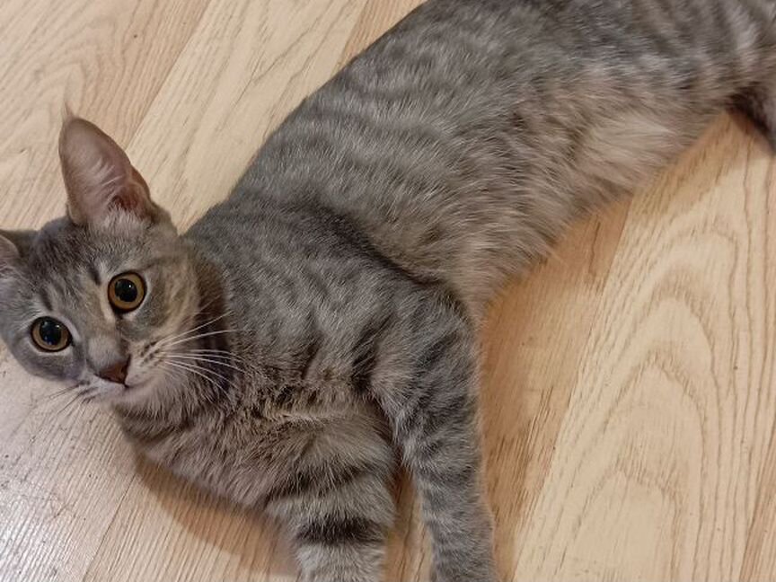 Кошка Тиффани