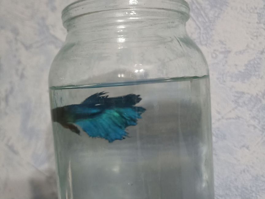 Рыба-петушок