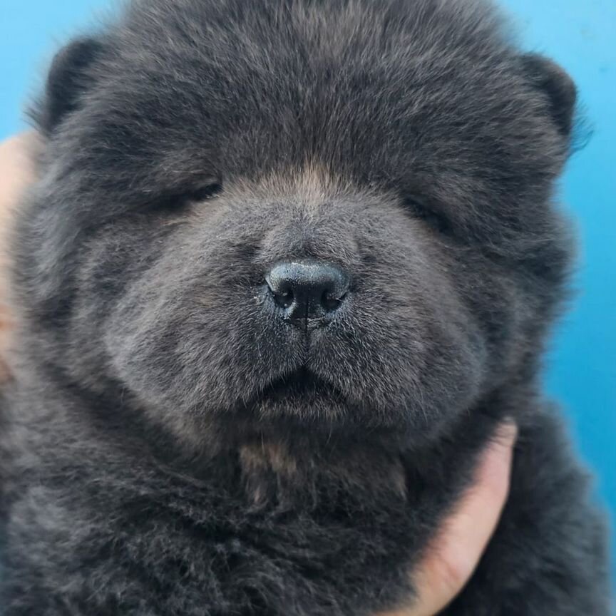 Щенки чау-чау