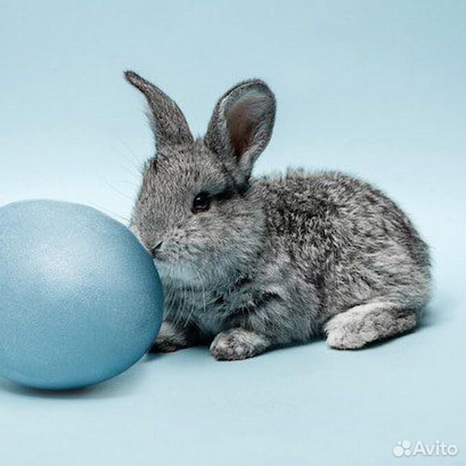 Мини карликовый кролик